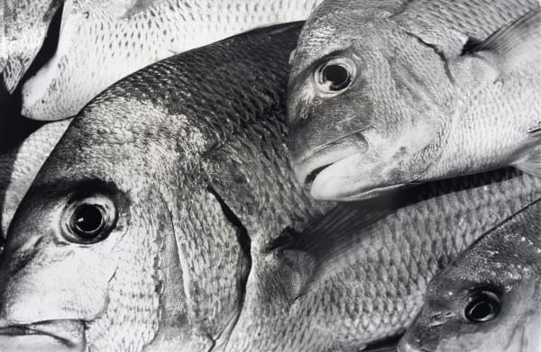 Peter Peryer | {Suite} Gallery