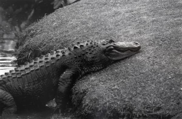 Peter Peryer | {Suite} Gallery