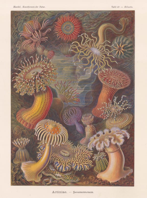 Ernst Haeckel - Works | The Map House