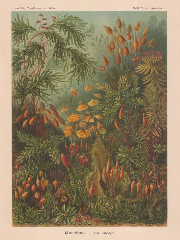 Ernst Haeckel - Works | The Map House