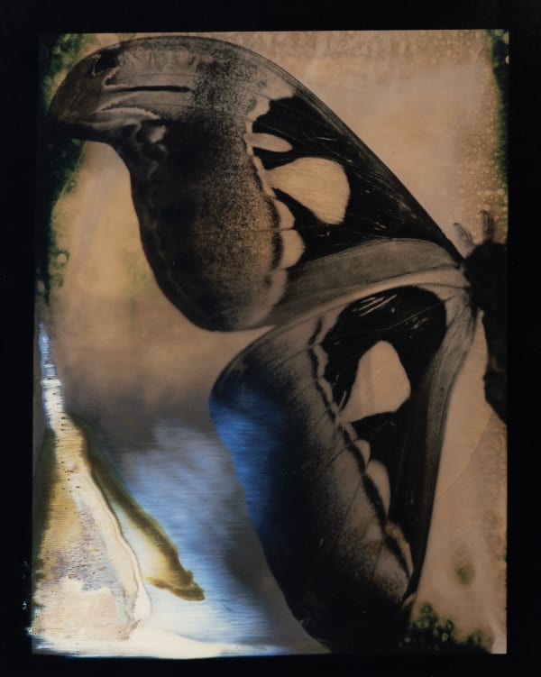 Maison Veronese | 10 Sep 2022 - 31 Jul 2023 | The Spaceless Gallery