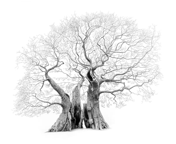 Mark Frith - Works | The Tree Art Gallery