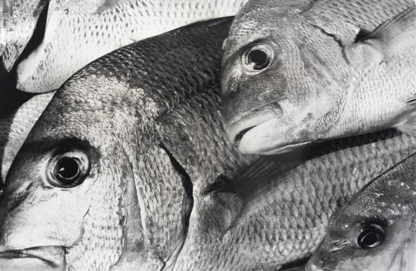 Peter Peryer | {Suite} Gallery