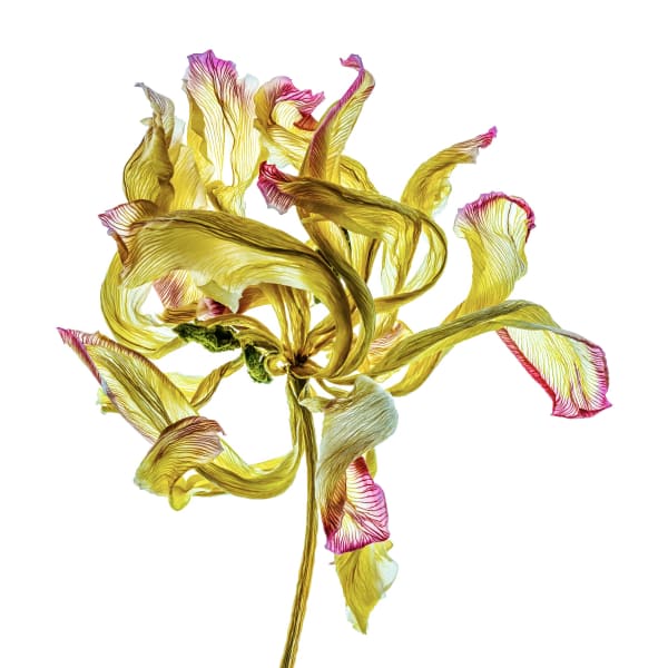 Artworks | Steve Gallagher Photography