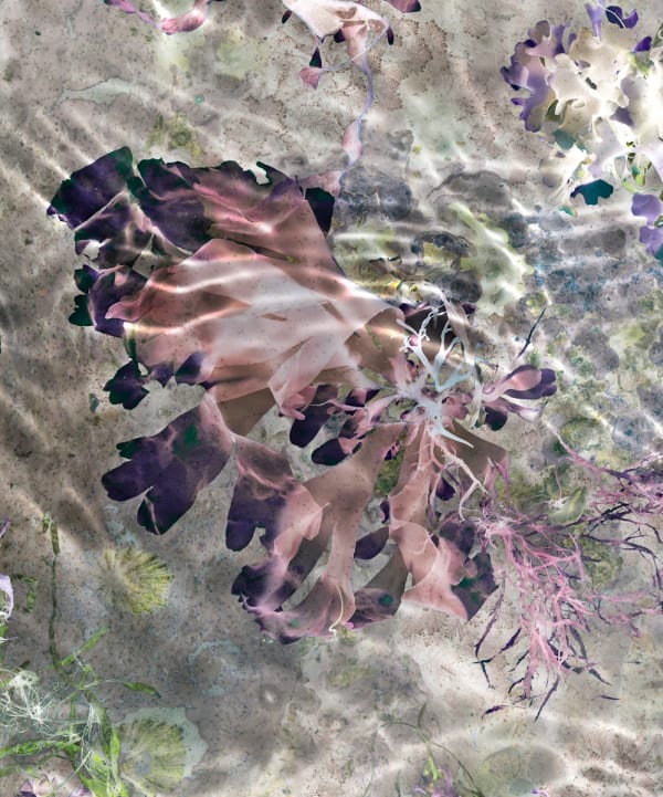 Susan Derges - Works | Purdy Hicks Gallery