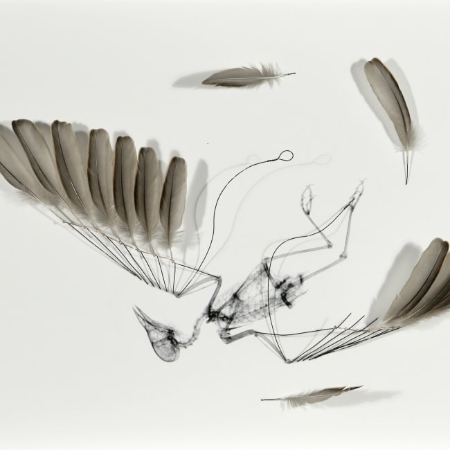 Jane Edden, Fall, 2008 | Flowers Gallery