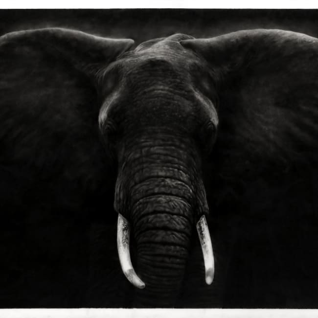 Robert Longo, Study of Bull Elephant, 2025 | Thaddaeus Ropac