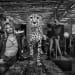 David Yarrow, Cheetahs | Galerie Zuger