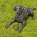 Rosemary Cook, A Good Question - Labrador Puppy | Cricket Fine Art