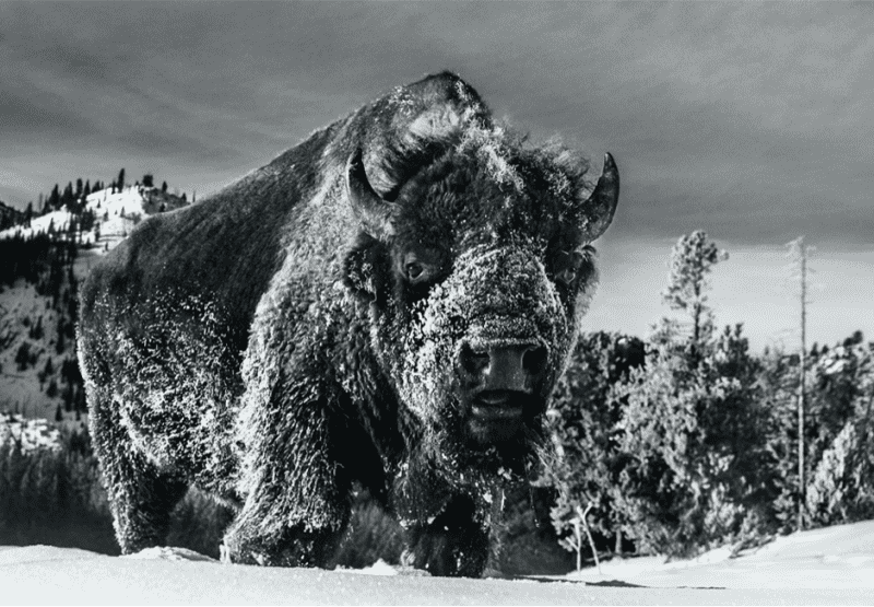 David Yarrow: Buffalos | Maddox Gallery