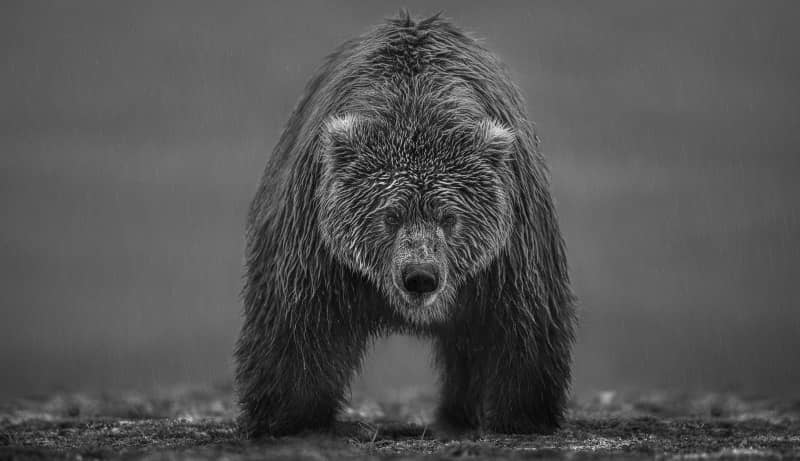 David Yarrow: Bears | Maddox Gallery