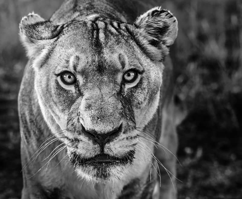 David Yarrow: Lions | Maddox Gallery