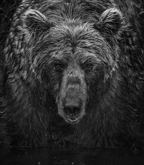 David Yarrow | Maddox Gallery