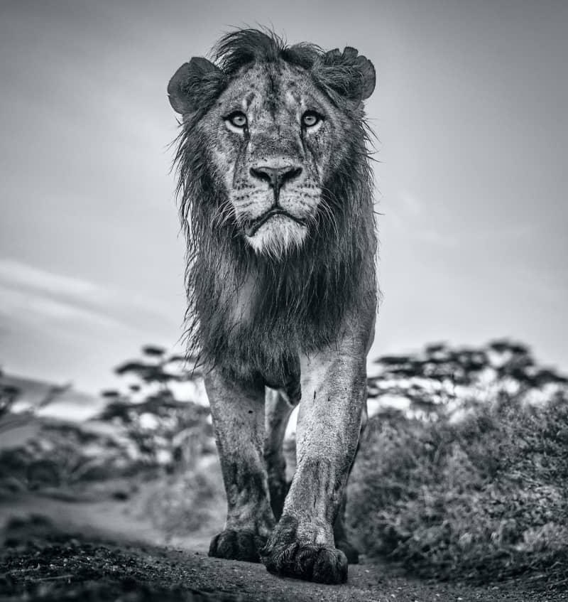 Our David Yarrow Gallery Space | Maddox Gallery