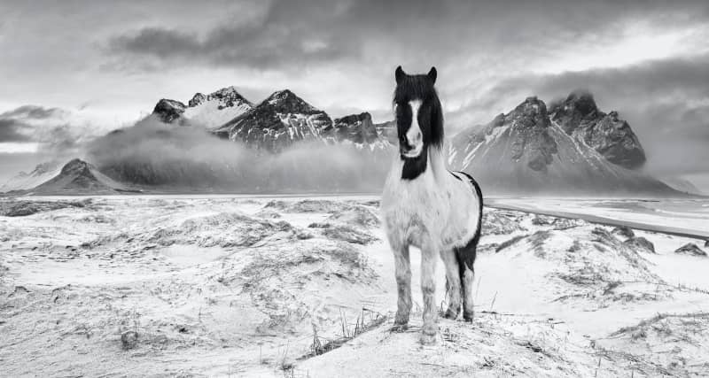 David Yarrow: Horses | Maddox Gallery