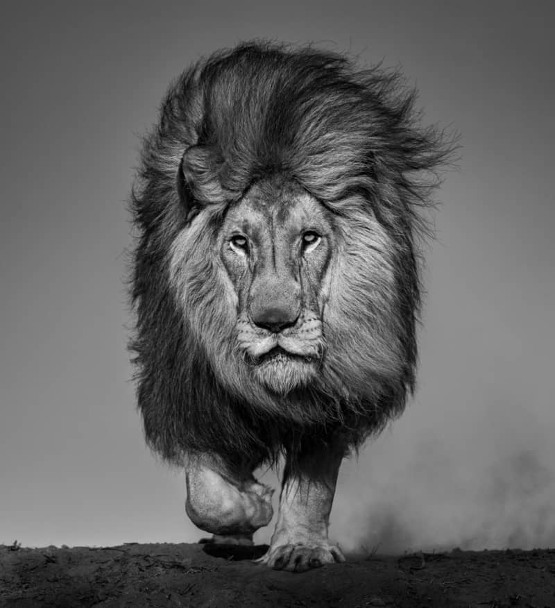 David Yarrow: Tigers and Panthers | Maddox Gallery
