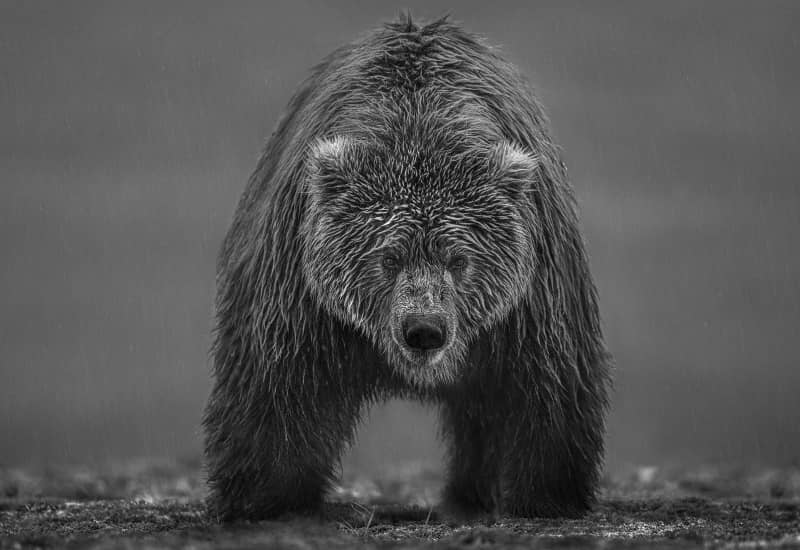 David Yarrow Prints for Sale | Maddox Gallery