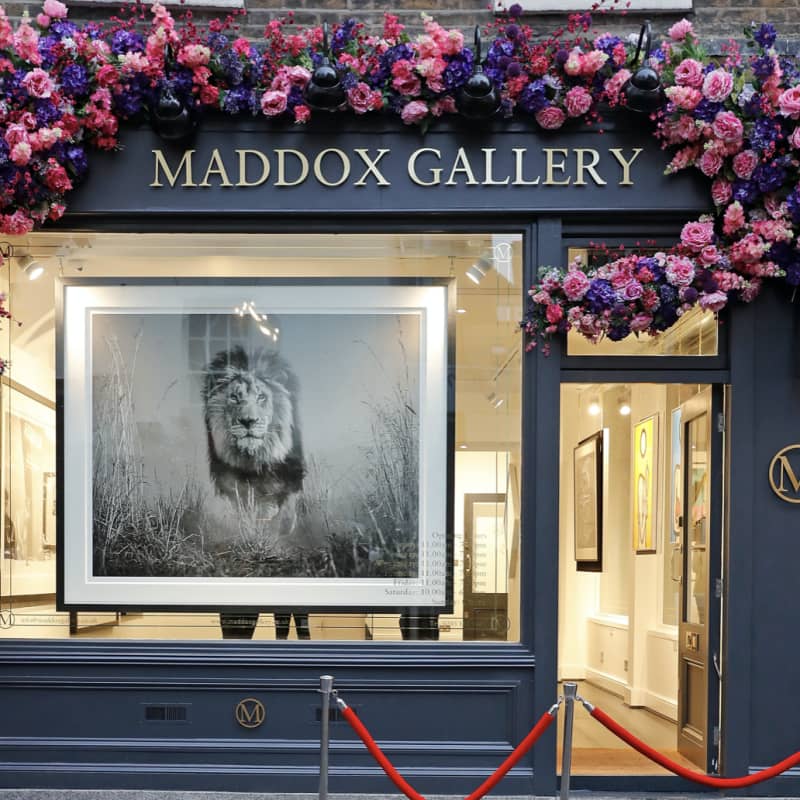 Maddox Gallery