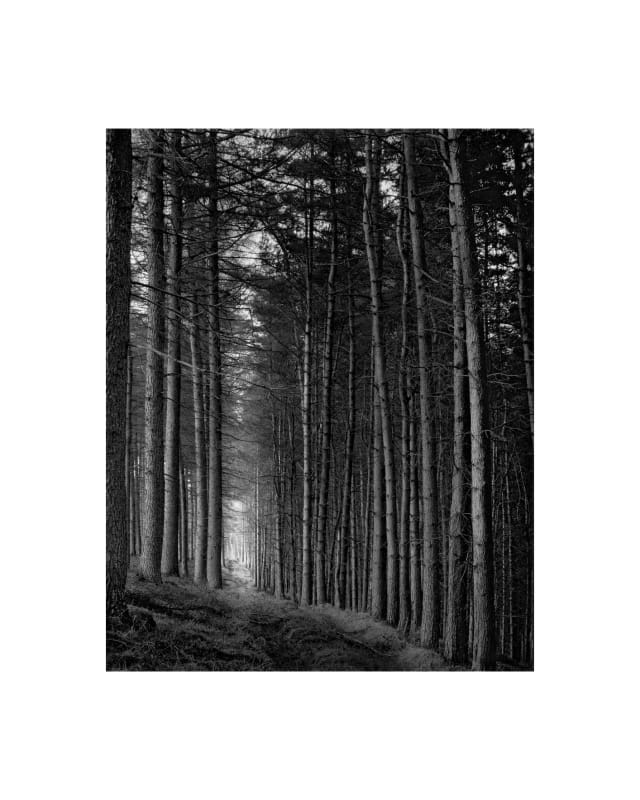 Paul Hart - Overview | The Tree Art Gallery