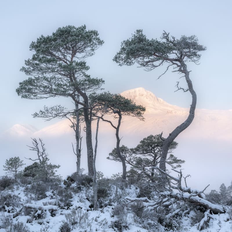 Simon Baxter - Overview | The Tree Art Gallery