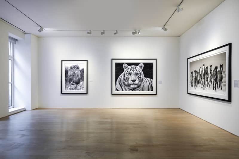 THE MADDOX STORY | Maddox Gallery